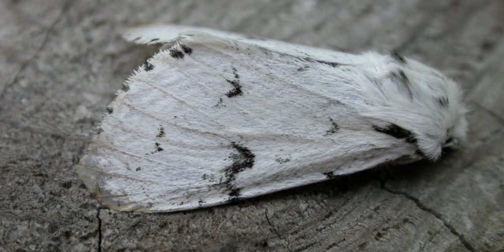 The Miller Moth is Hard to Love, But it Deserves Our Respect
