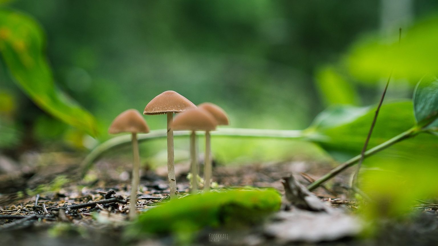 Can Magic Mushrooms Help People With Cancer? Patients Still Needed To ...